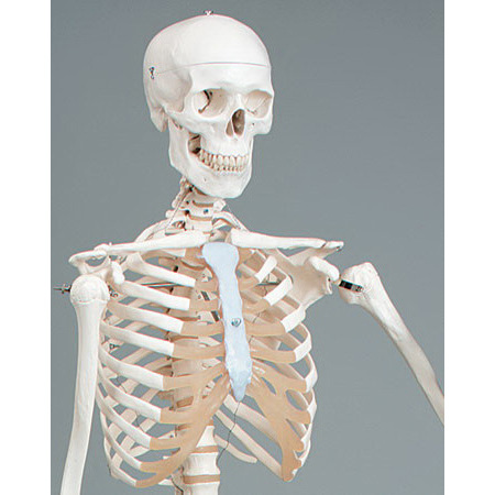 Anatomical Models | Bound Tree