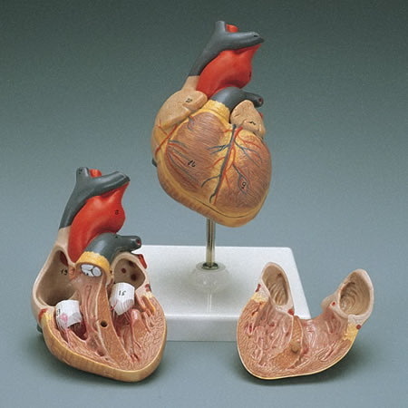 Anatomical Models | Bound Tree